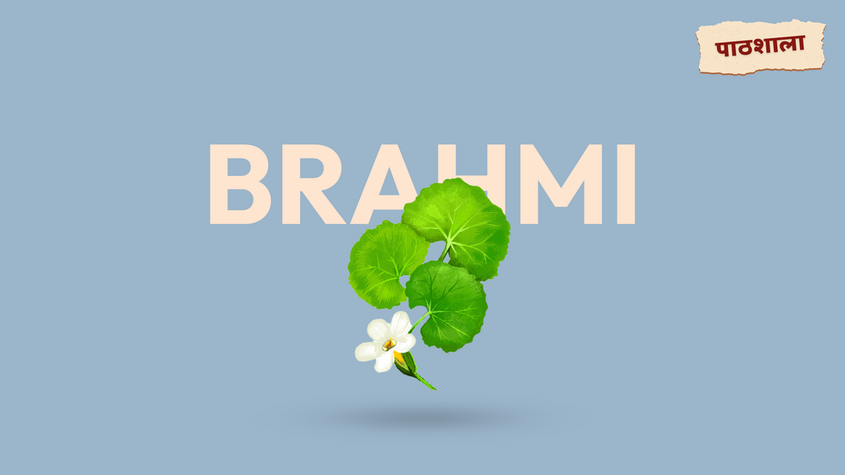 Brahmi: Attributes, Benefits, and Consumption – Balance Ayurveda