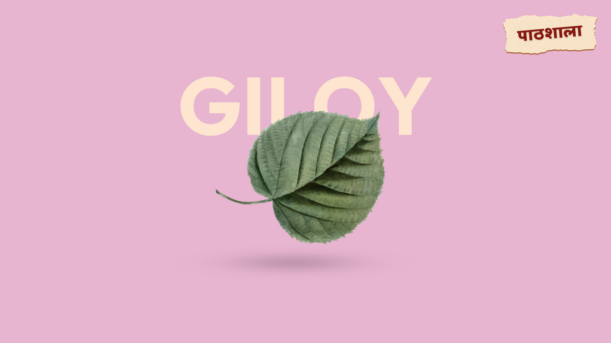 From Vines to Vitality: Unlocking Giloy’s Benefits, Uses, Properties ...