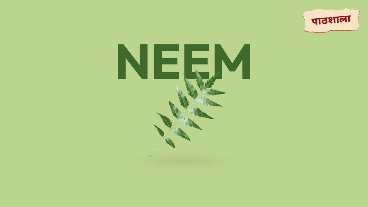 Neem: Background, Chemical Properties, Uses, Benefits and More ...