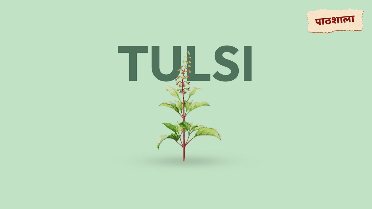 Tulsi: Origin, Chemical Properties, Uses, Indications, Benefits & More ...