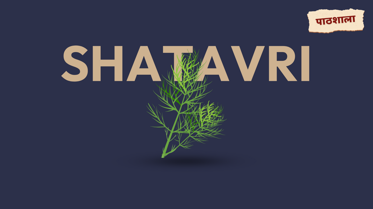 The Root of Vitality: Shatavri Origin, Properties, Uses & Benefits ...